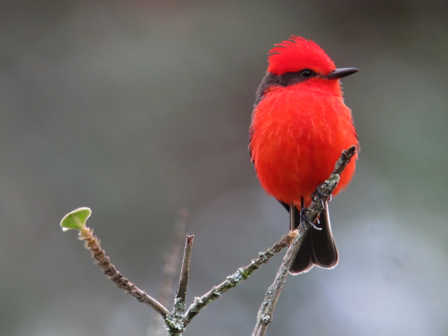 Vermilion Flycatcher Bird - Amazing